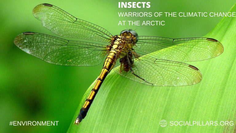 INSECTS: WARRIORS OF THE CLIMATIC CHANGE AT THE ARCTIC - Socialpillars